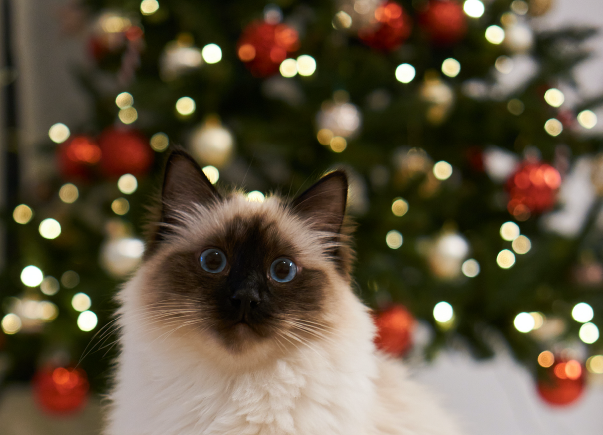 How to cat proof your tree – Groomi Limited